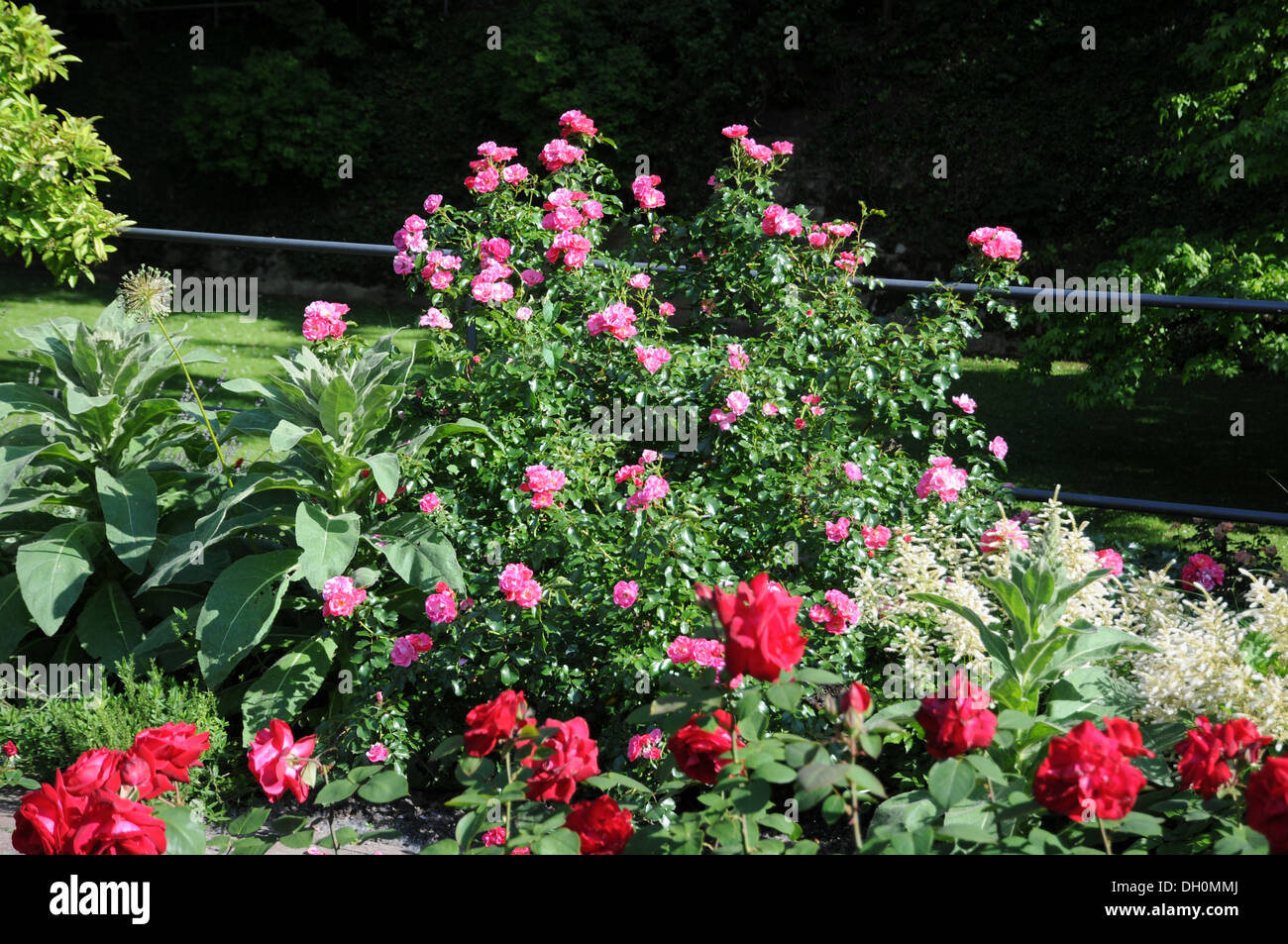 Kleinstrauchrosen hi-res stock photography and images - Alamy