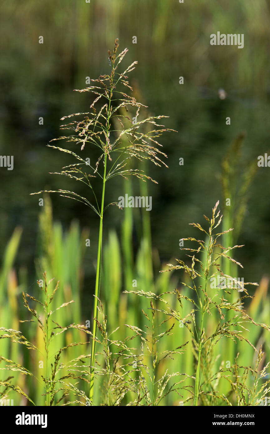 Glyceria aquatica hi-res stock photography and images - Alamy