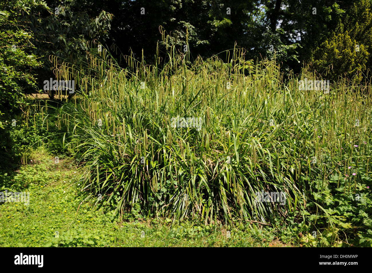 Drooping grass hi-res stock photography and images - Alamy