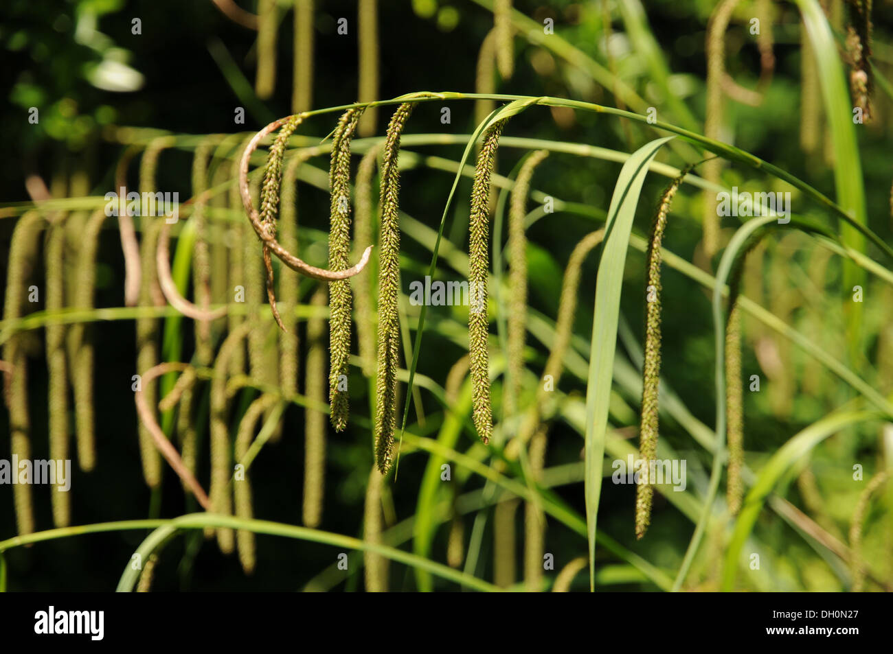 Pendulous sedge hi-res stock photography and images - Alamy