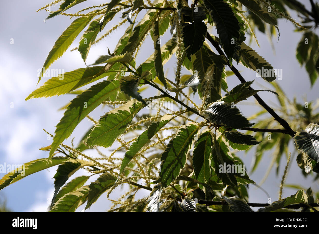 Sweet chestnut blossoms hi-res stock photography and images - Alamy