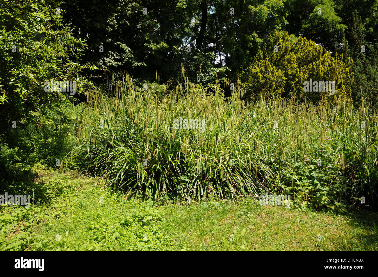 Pendulous sedge hi-res stock photography and images - Alamy
