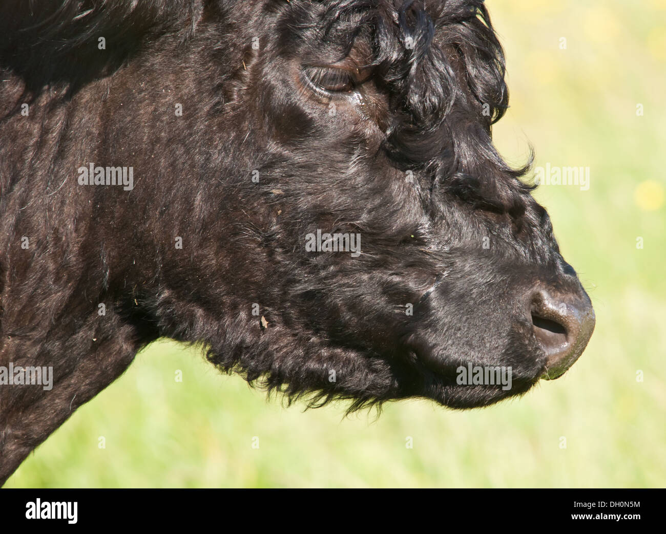 Cow at Havannah Nature Reserve, Newcastle upon Tyne Stock Photo - Alamy