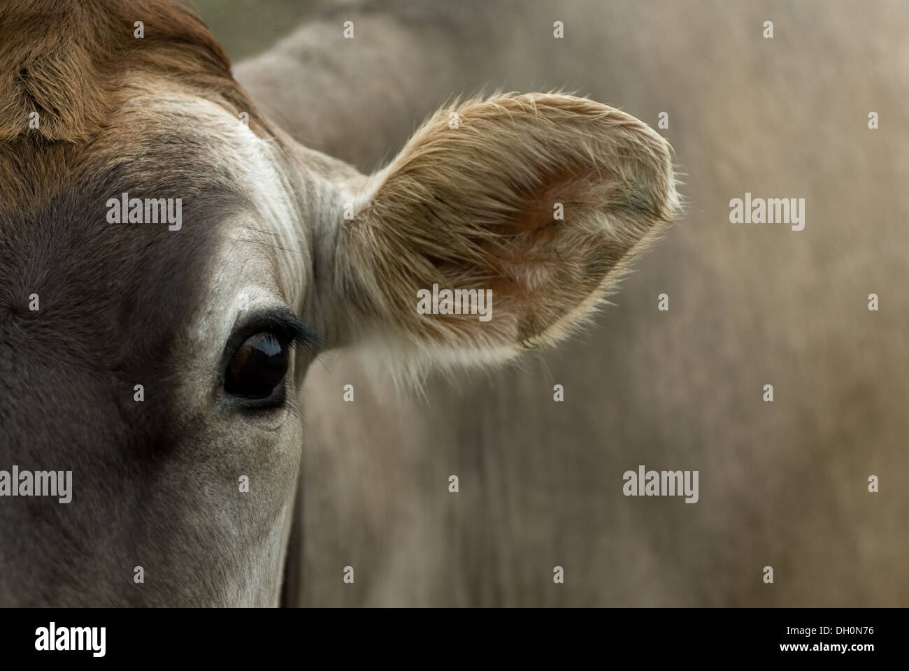 Forward facing cow hi-res stock photography and images - Alamy