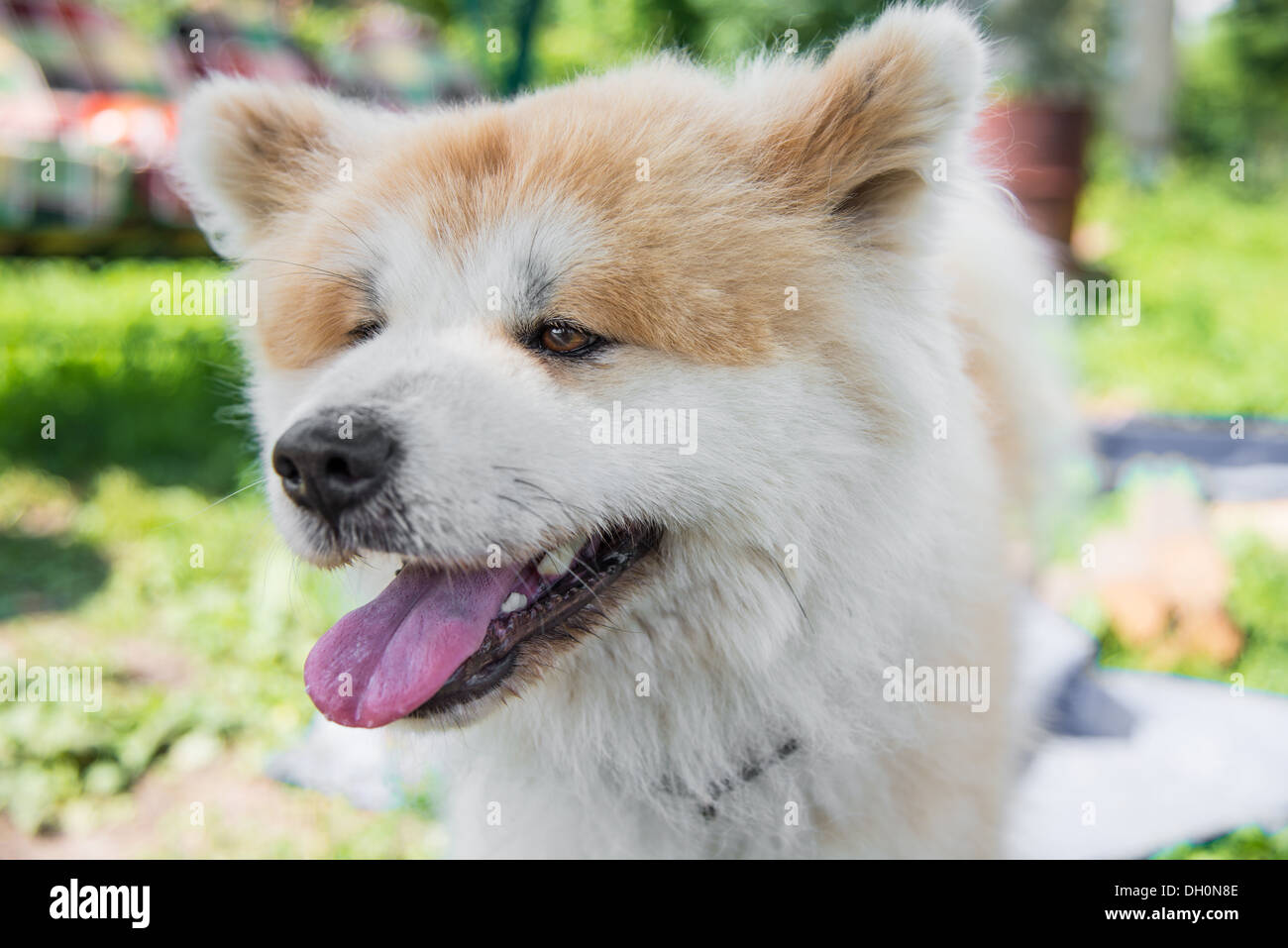 Japanese akita inu hi-res stock photography and images - Alamy