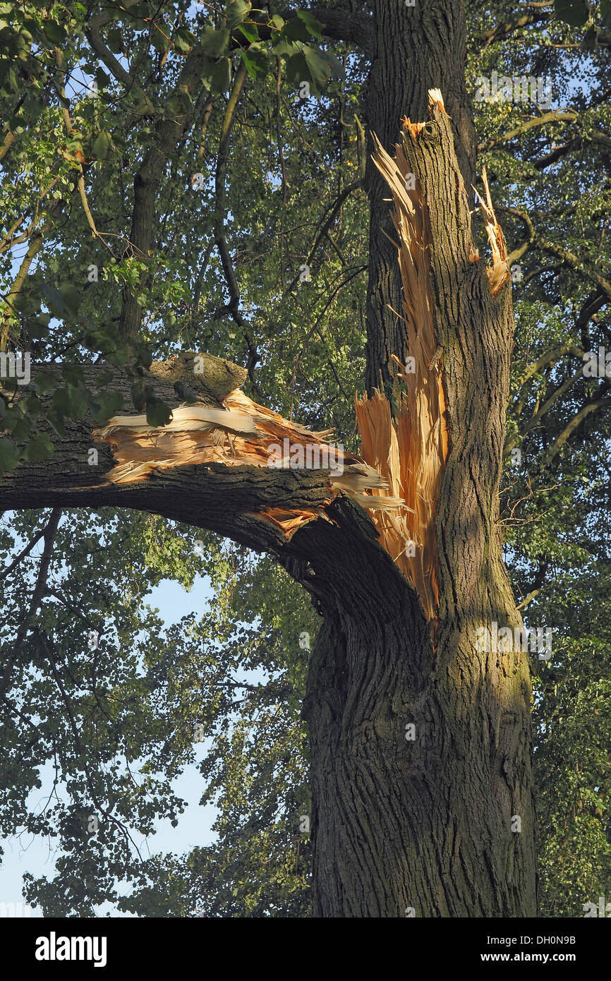 Plant broken stem hi-res stock photography and images - Alamy