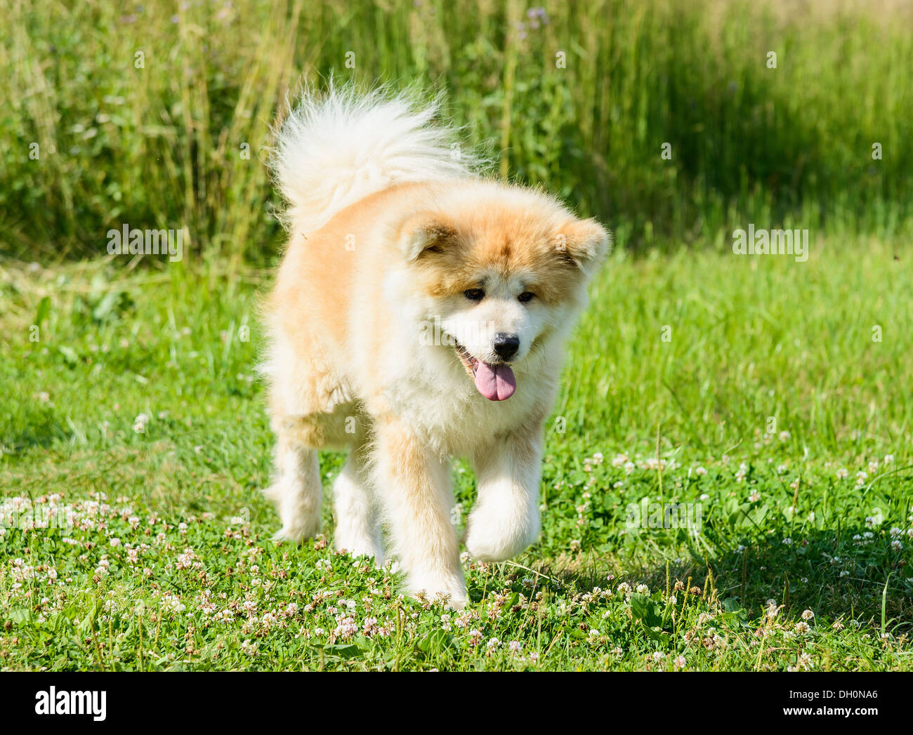 Japanese Akita Inu Stock Photo - Alamy