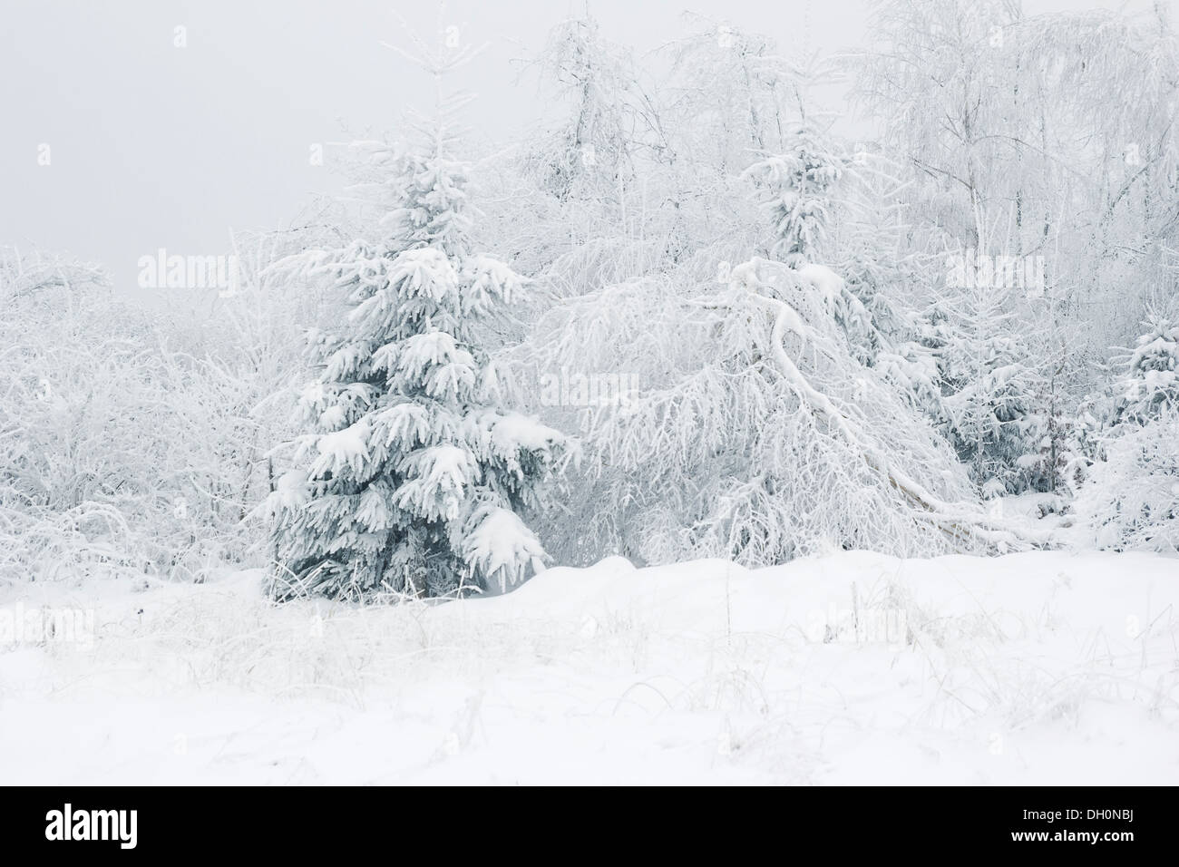 Frosty winter landscape hi-res stock photography and images - Alamy