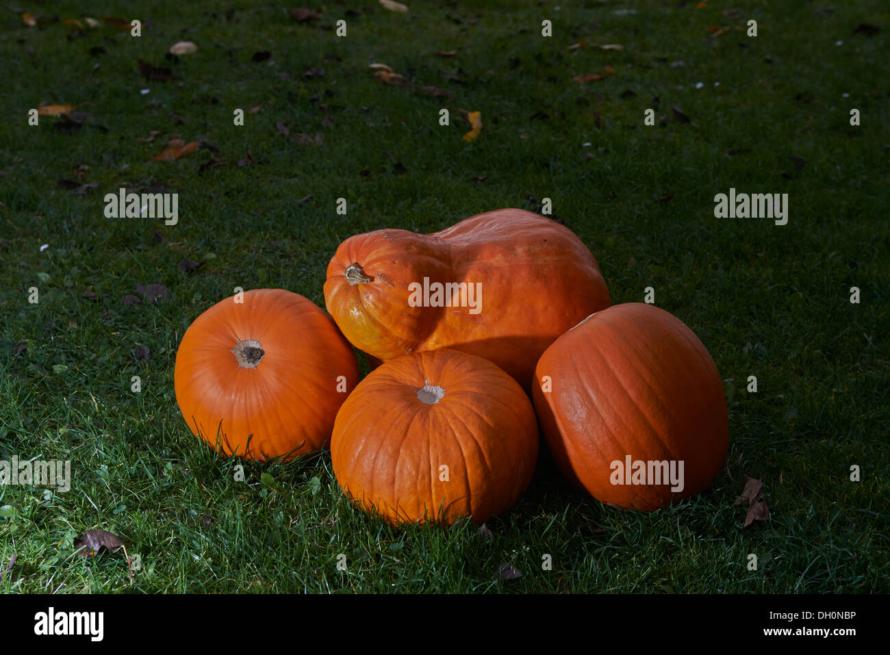 Shapes and sizes of pumpkins hi-res stock photography and images - Alamy