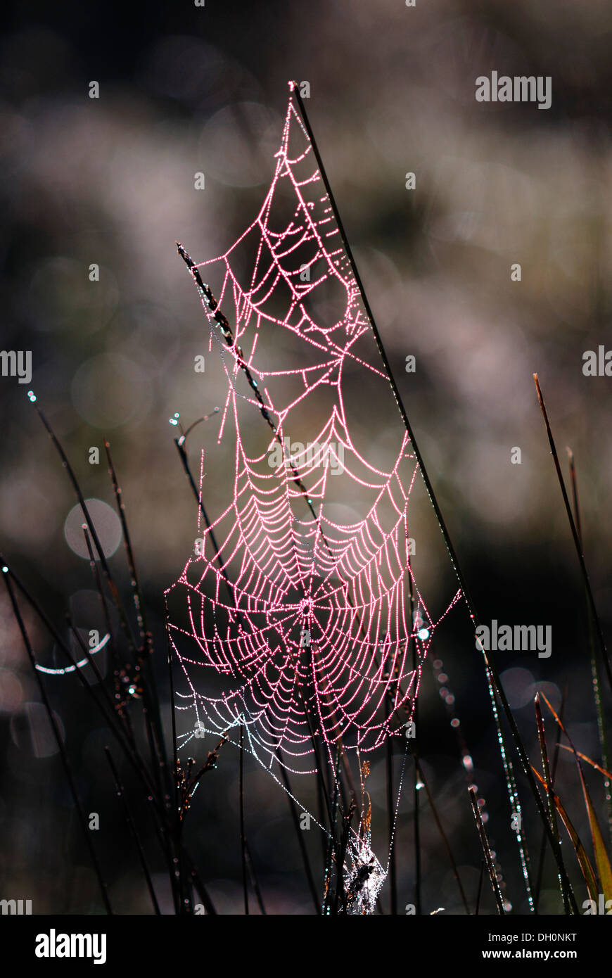 Morning cobwebs hi-res stock photography and images - Alamy