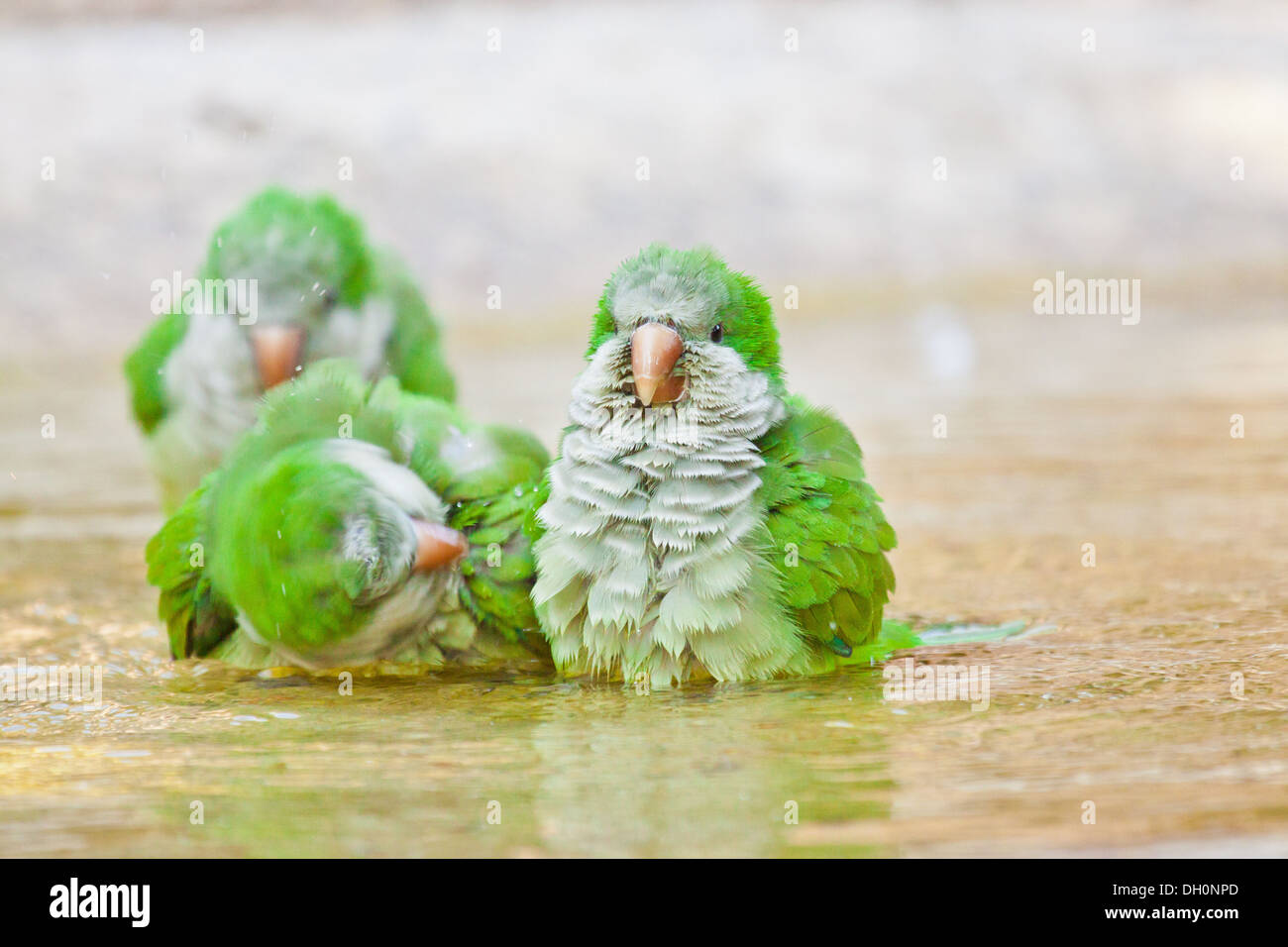 Monk Parakeet (Myiopsitta monachus Stock Photo - Alamy