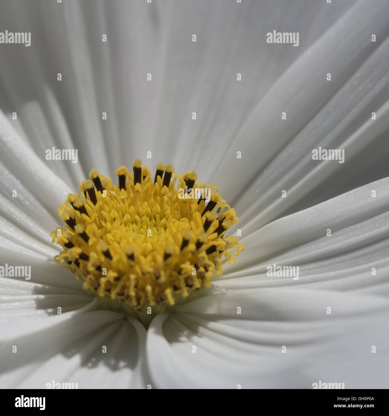White cosmos flower hi-res stock photography and images - Alamy
