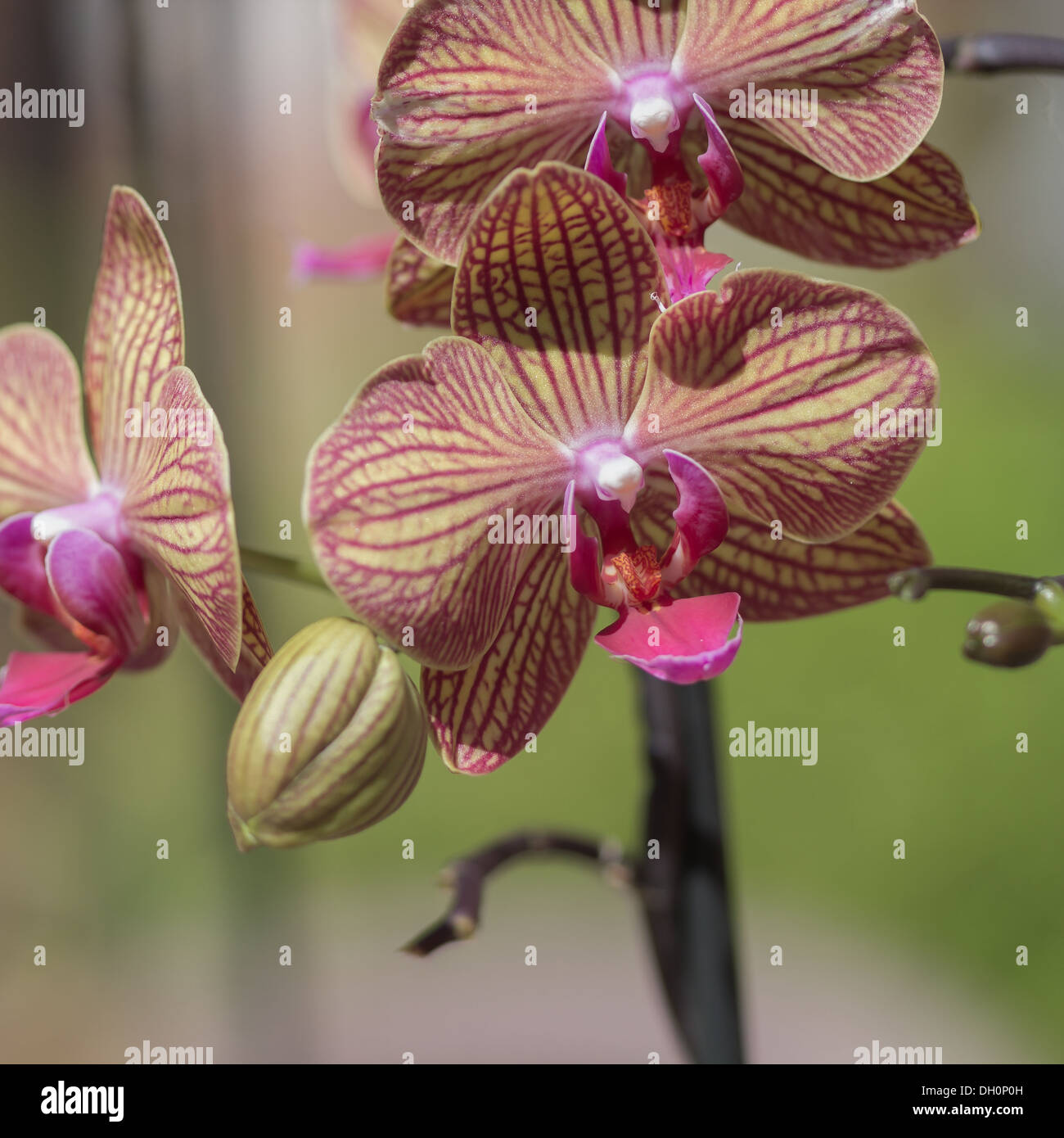 Striped Orchid High Resolution Stock Photography and Images - Alamy