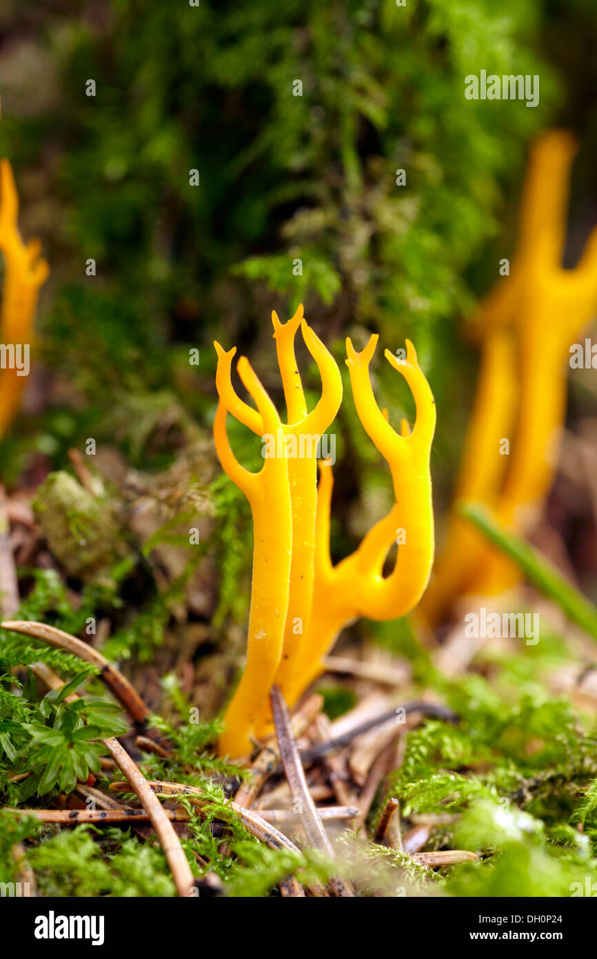 Stag's horn fungus (Xylaria hypoxylon) growing on an old pine tree ...