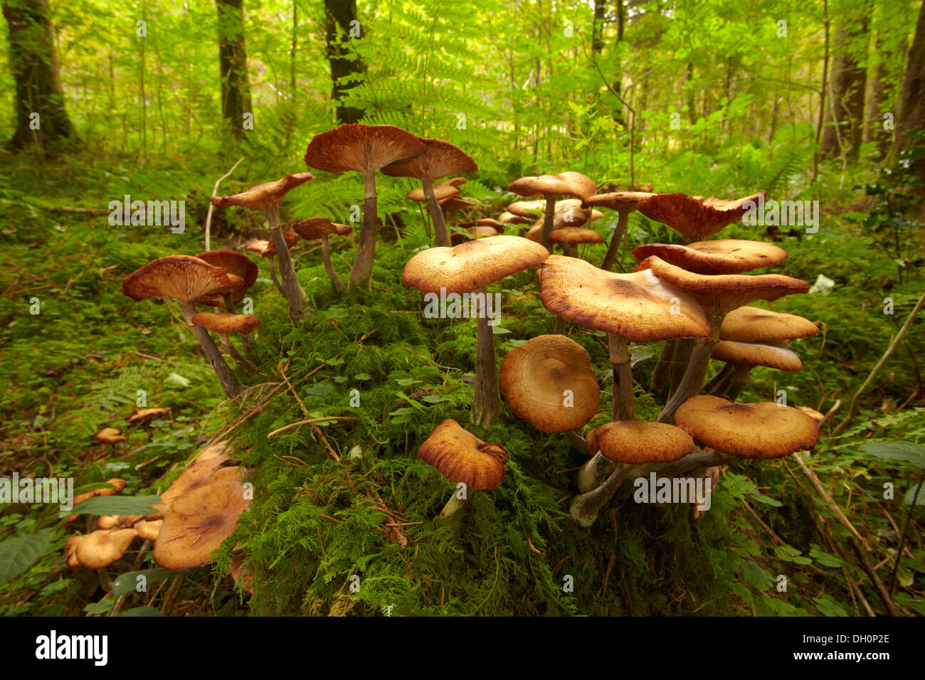 Kuehneromyces mutabilis (AKA Galerina mutabilis or Pholiota mutabilis ...