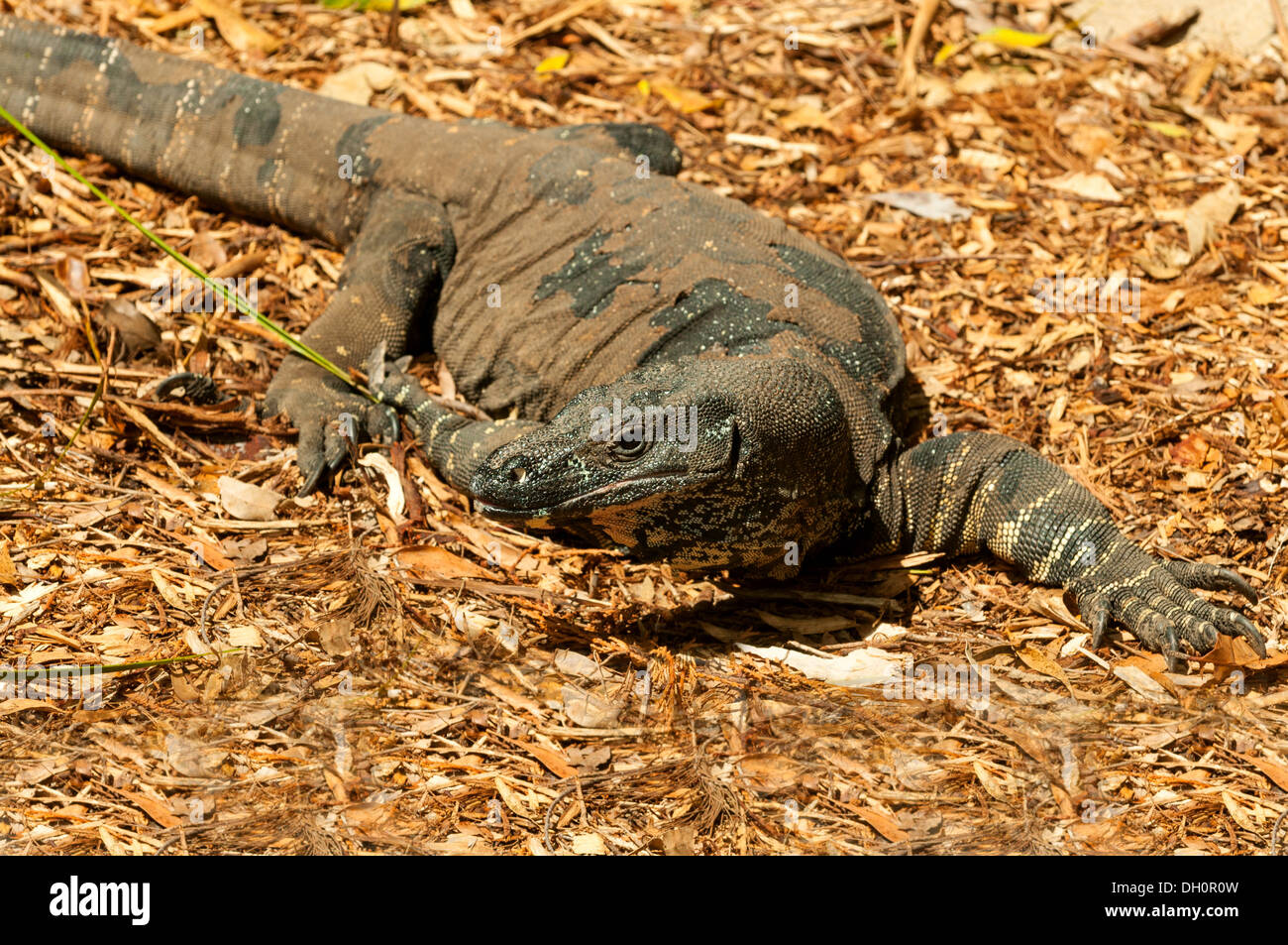 Lace monitor hi-res stock photography and images - Alamy
