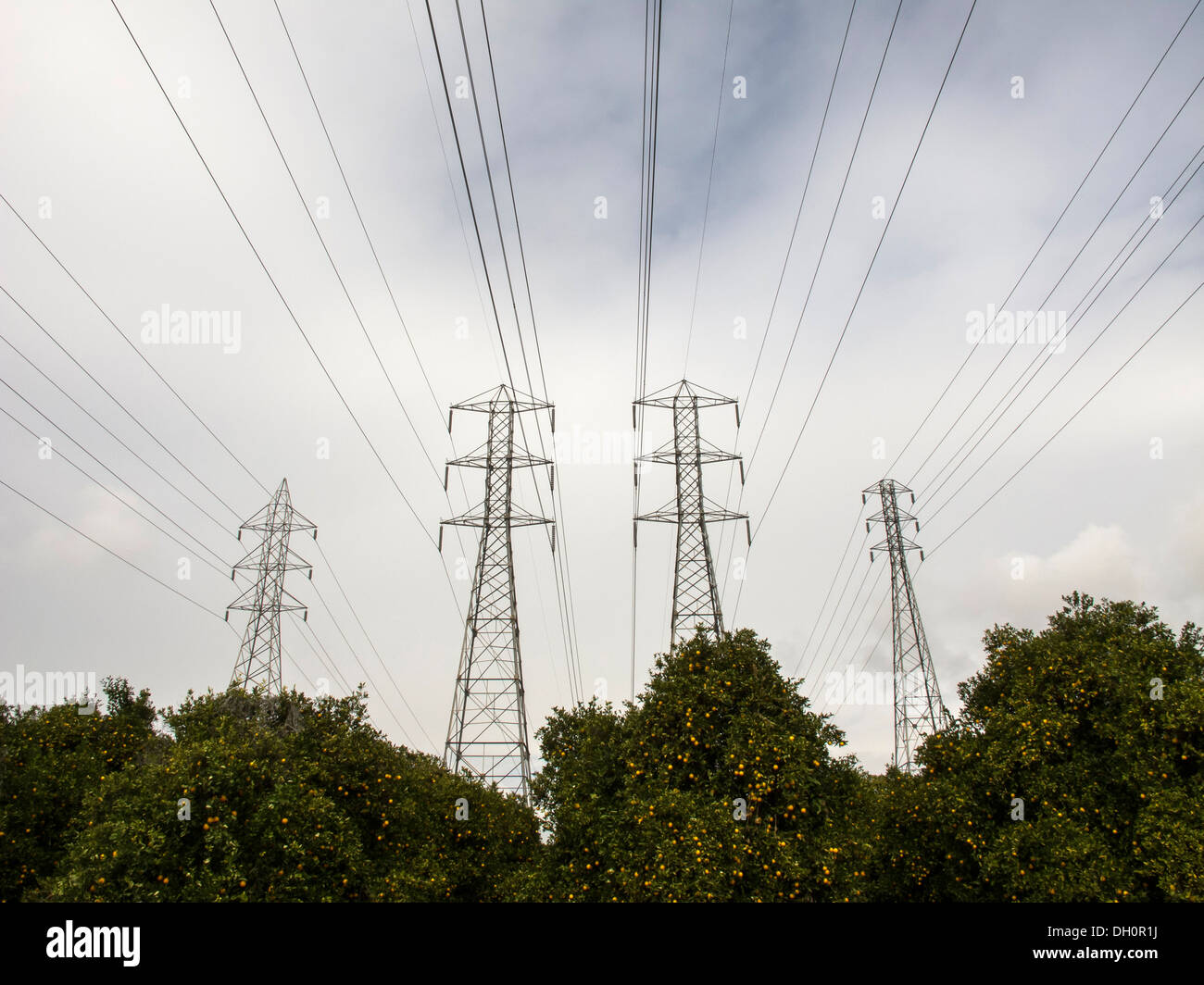 Power poles in the center of a Orange tree grove Stock Photo - Alamy