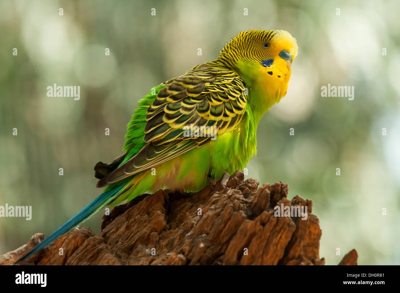 Budgie australia hi-res stock photography and images - Alamy