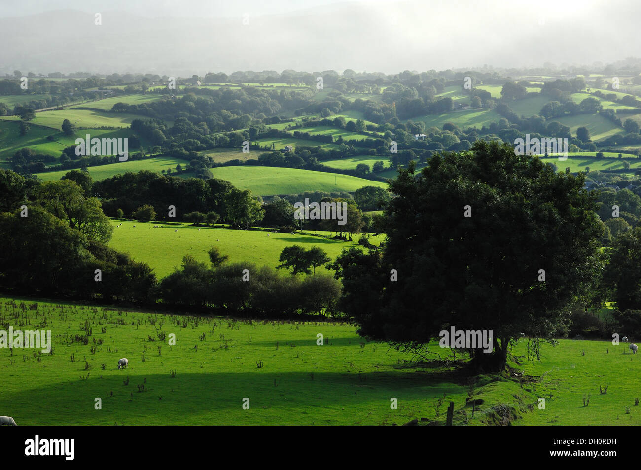 Small fields and hedgerows in dartmoor national park near ...