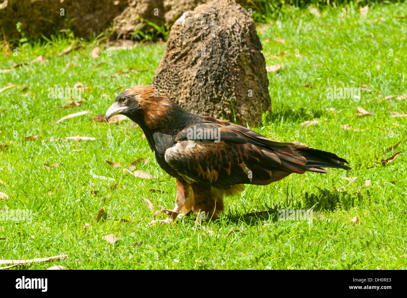 Black breasted buzzard hi-res stock photography and images - Alamy