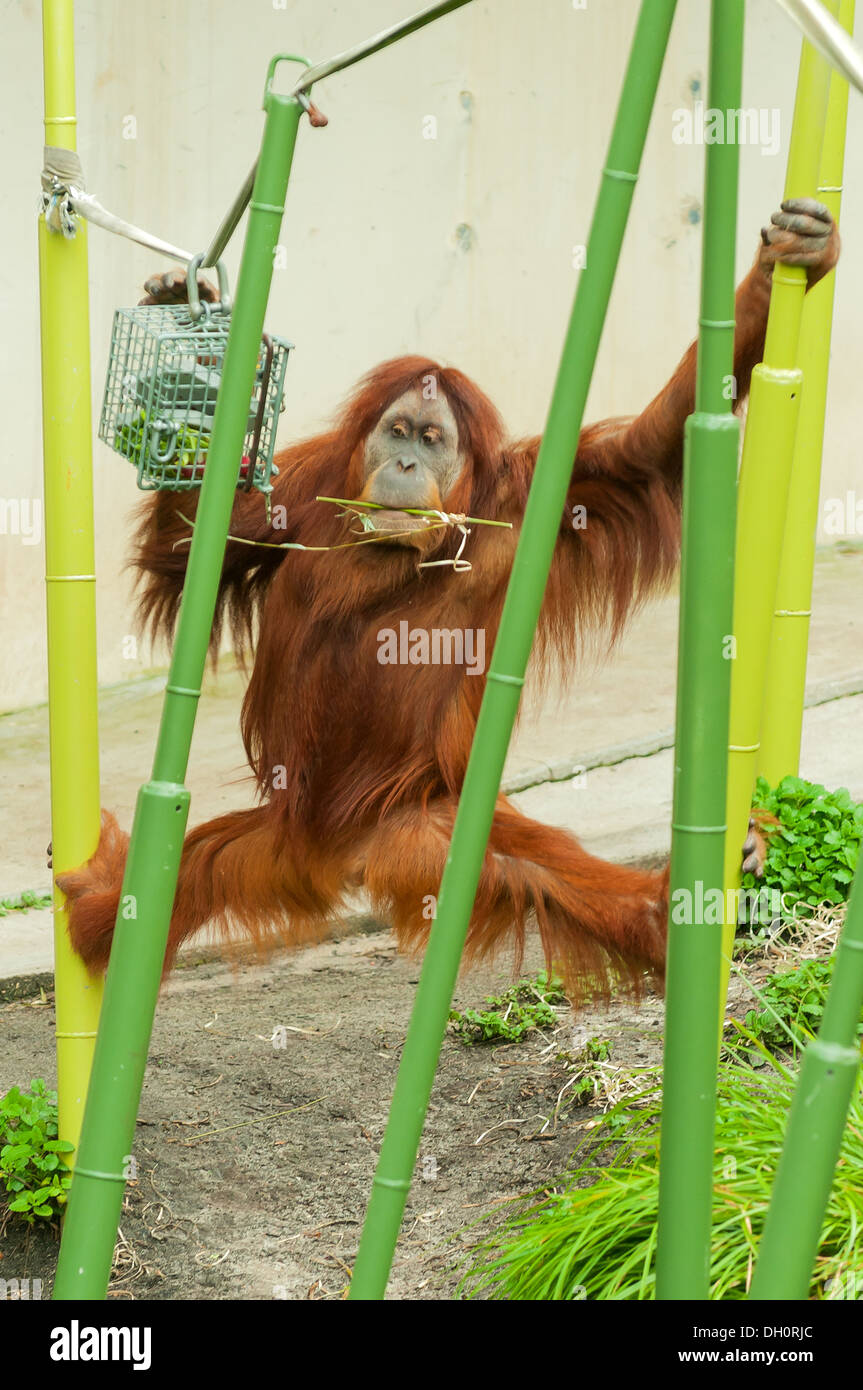 Sumatran Orang-utan at Melbourne Zoo, Victoria, Australia Stock Photo ...