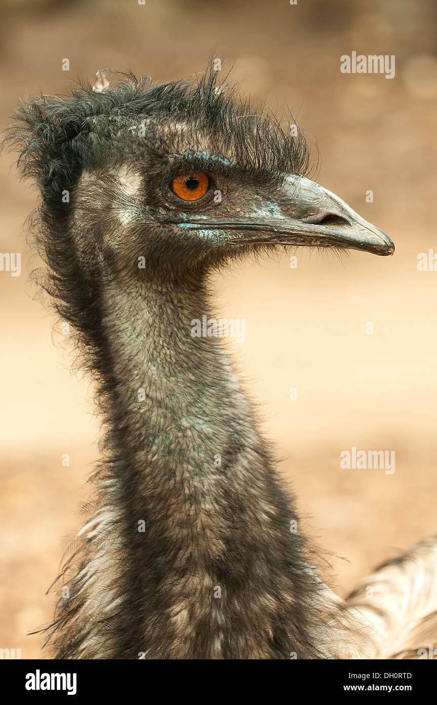 Emu eyes hi-res stock photography and images - Alamy