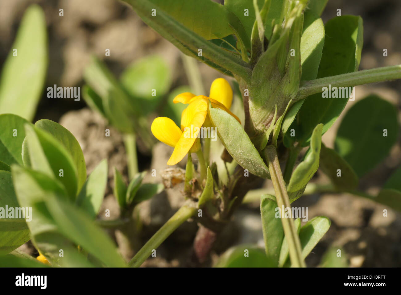 Manila nuts hi-res stock photography and images - Alamy