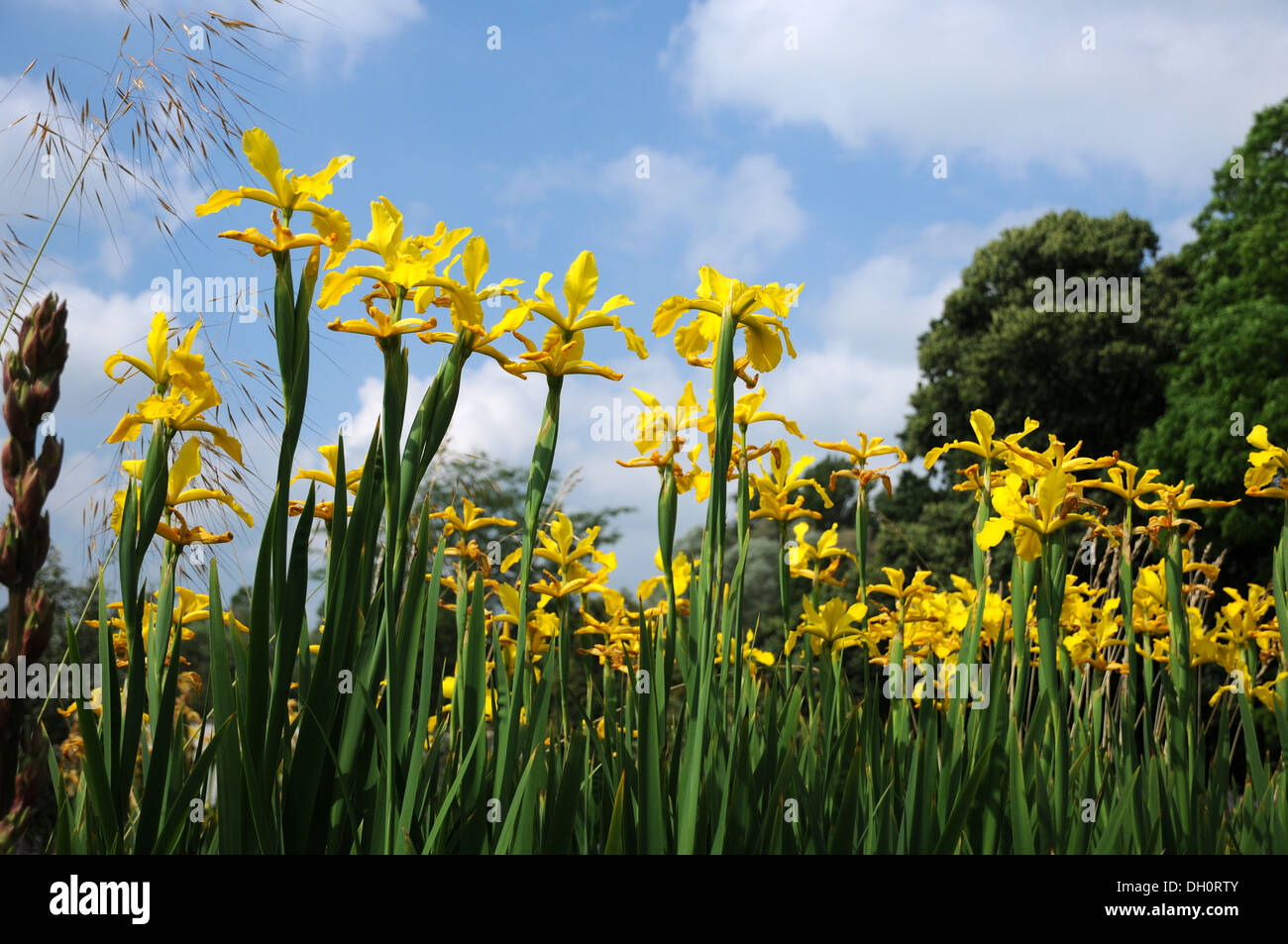 Iris crocea hi-res stock photography and images - Alamy