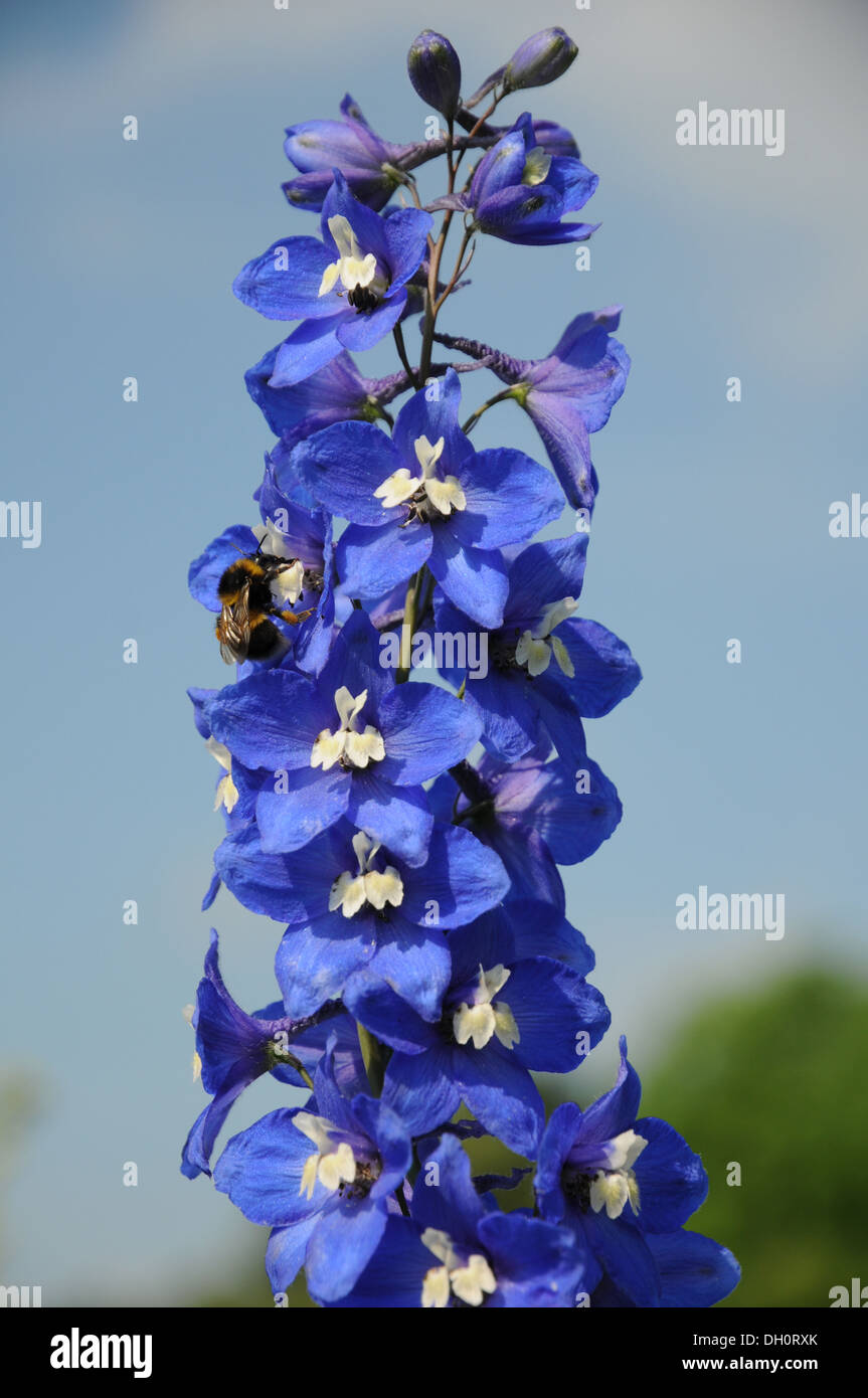 Bee larkspur hi-res stock photography and images - Alamy