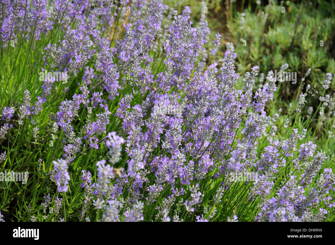 Batlad hi-res stock photography and images - Alamy