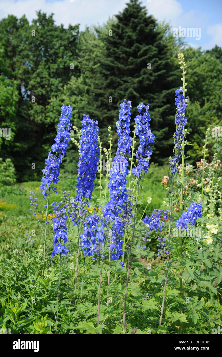 Delphinium cultorum hi-res stock photography and images - Alamy