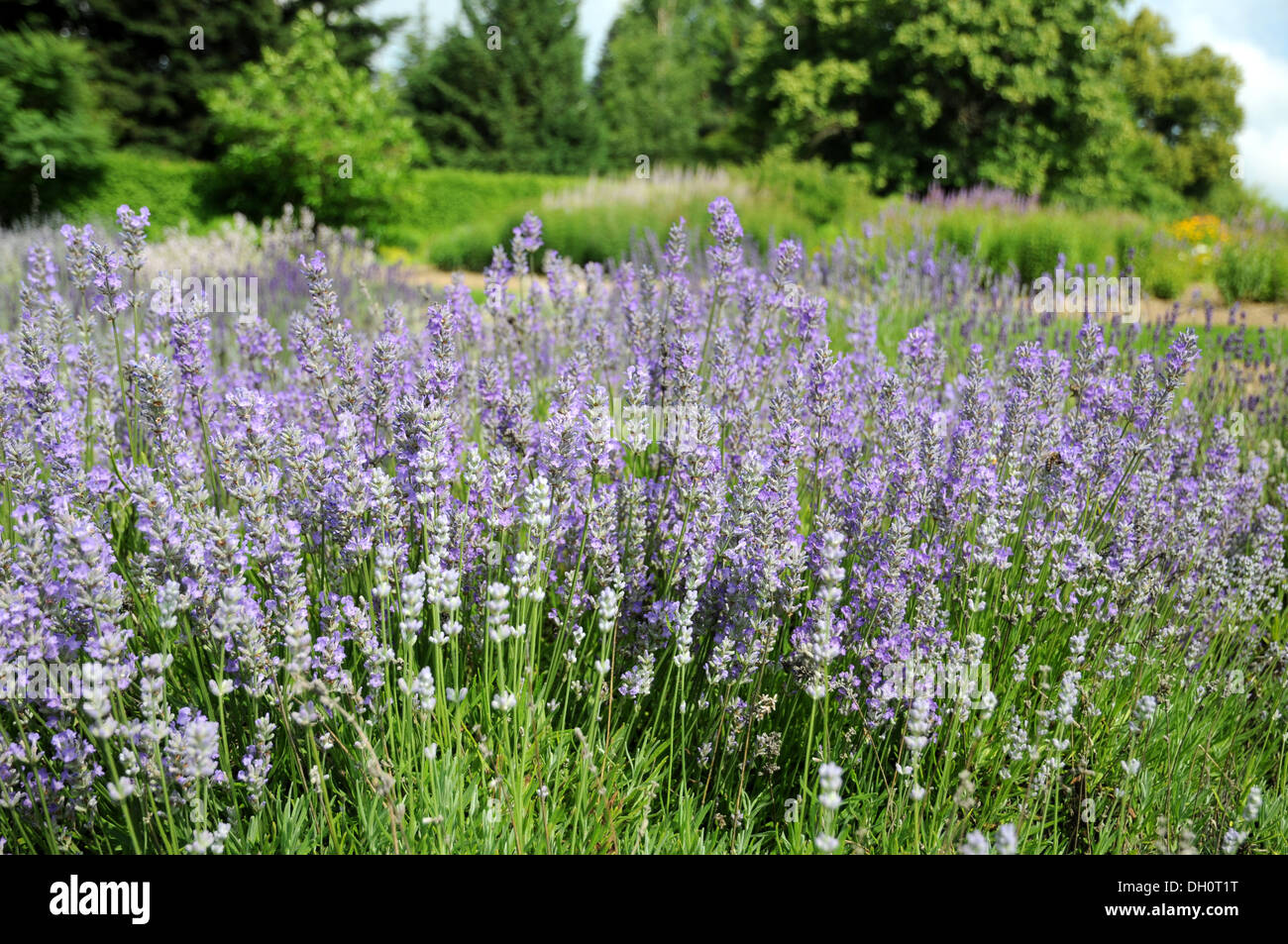 Batlad hi-res stock photography and images - Alamy