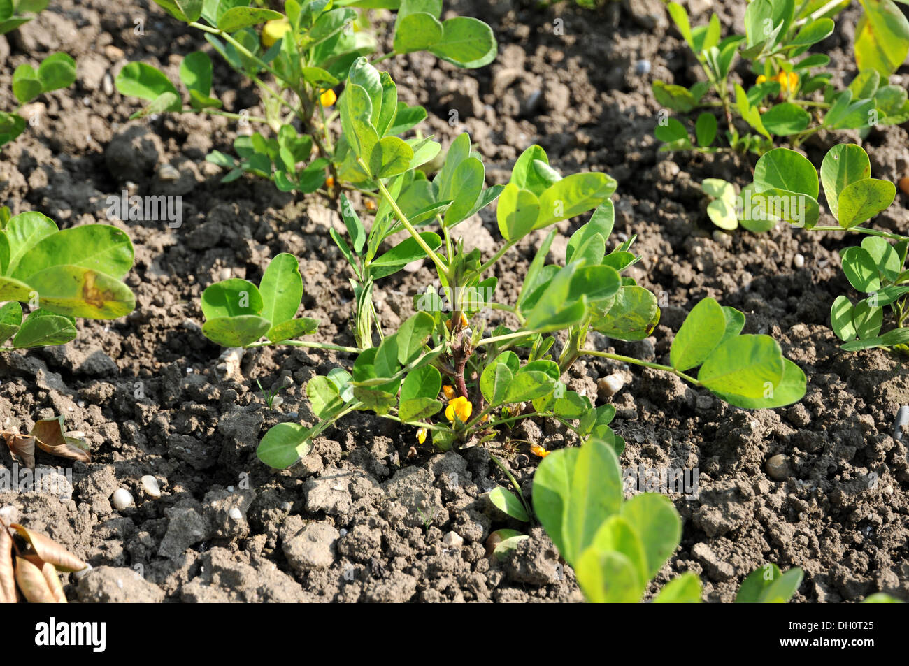 Peanut plants hi-res stock photography and images - Alamy
