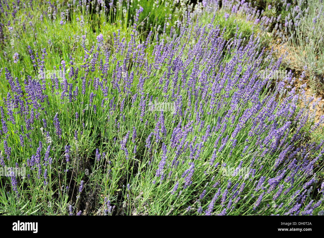 Elizabeth lavender hi-res stock photography and images - Alamy