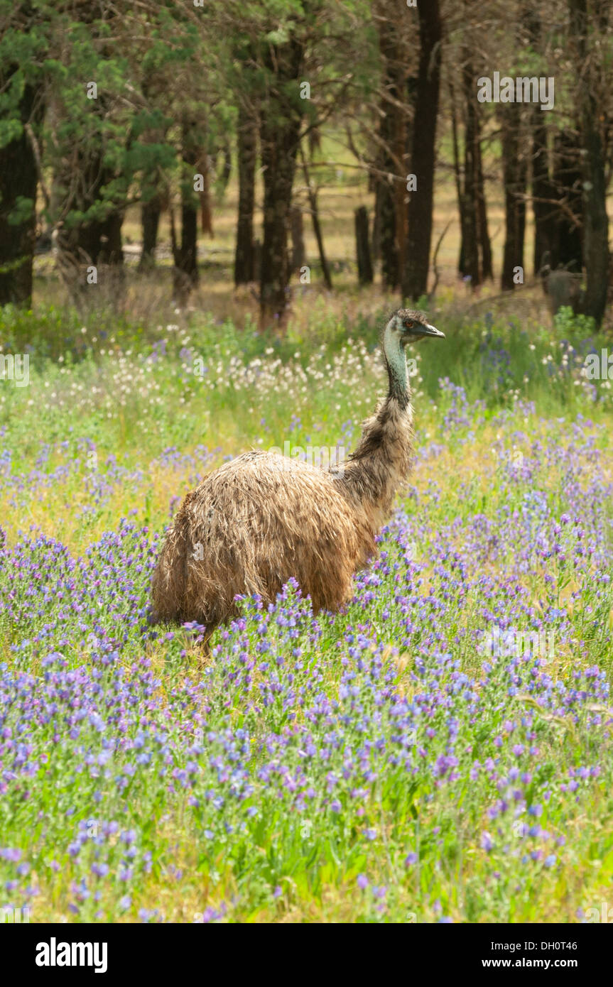 Emu in flinders range national hi-res stock photography and images - Alamy