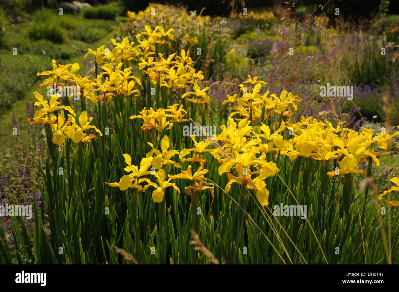 Iris crocea hi-res stock photography and images - Alamy