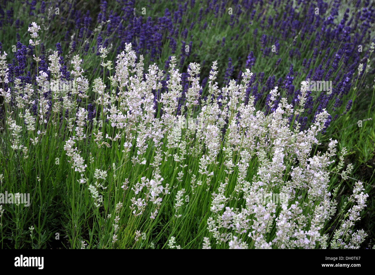 Lavandula Angustifolia Jean Davis