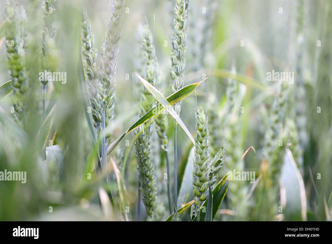 Wheat leaves hi-res stock photography and images - Alamy