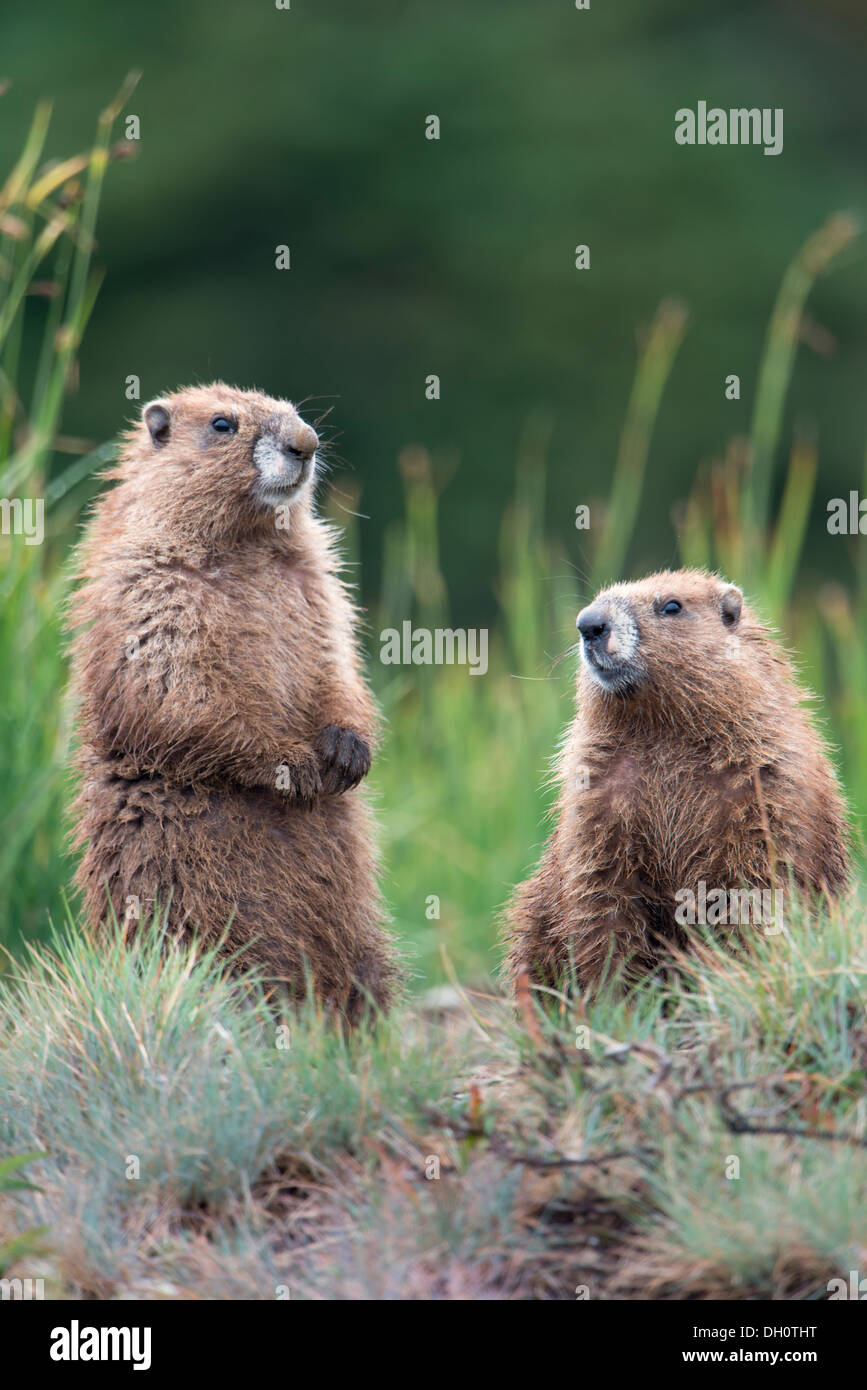 Marmots in olympic national park hi-res stock photography and images ...
