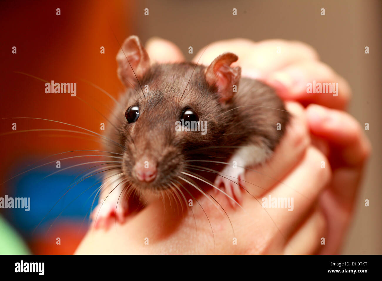 Animals at home. Friendly pet brown rat in human hand indoor Stock ...