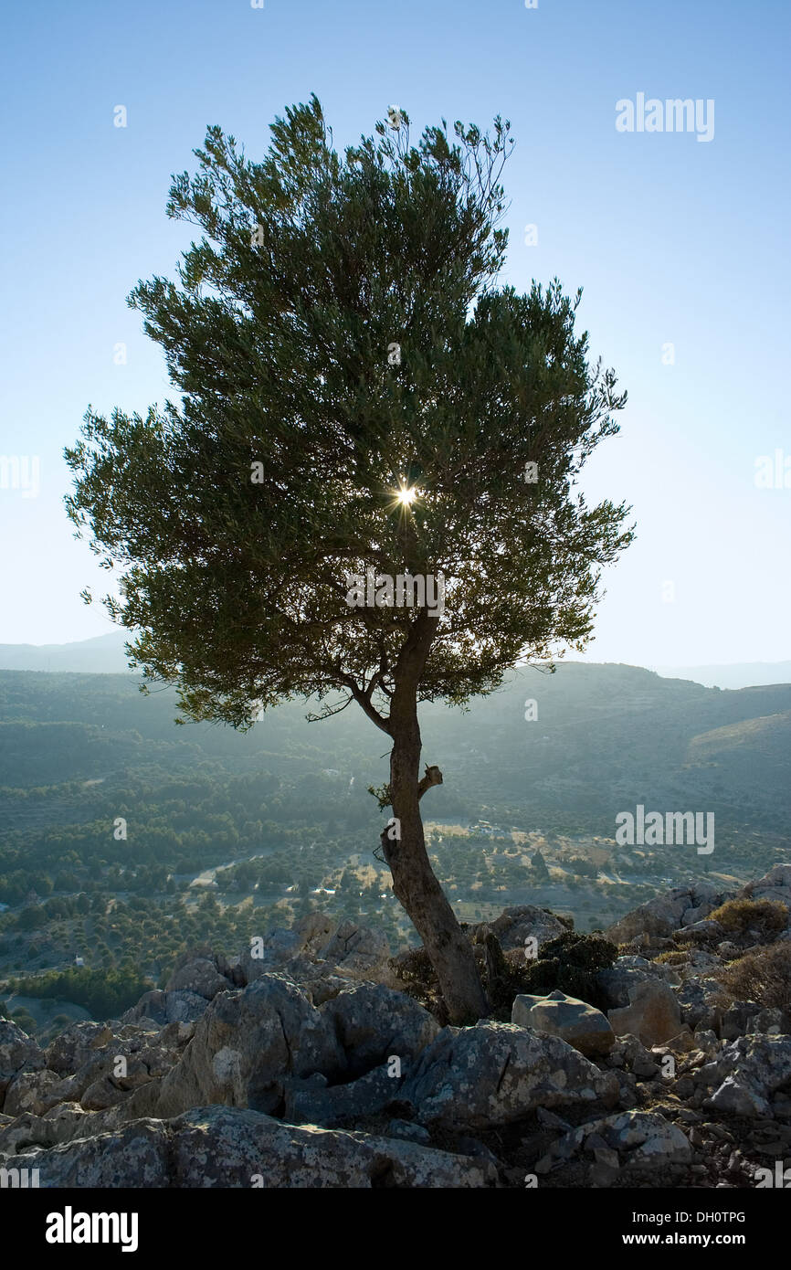 Olive tree in backlight between the rocks of mount Tsampika, Rhodes ...