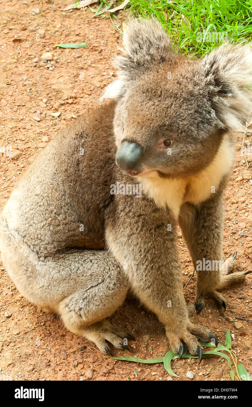 Healesville hi-res stock photography and images - Alamy