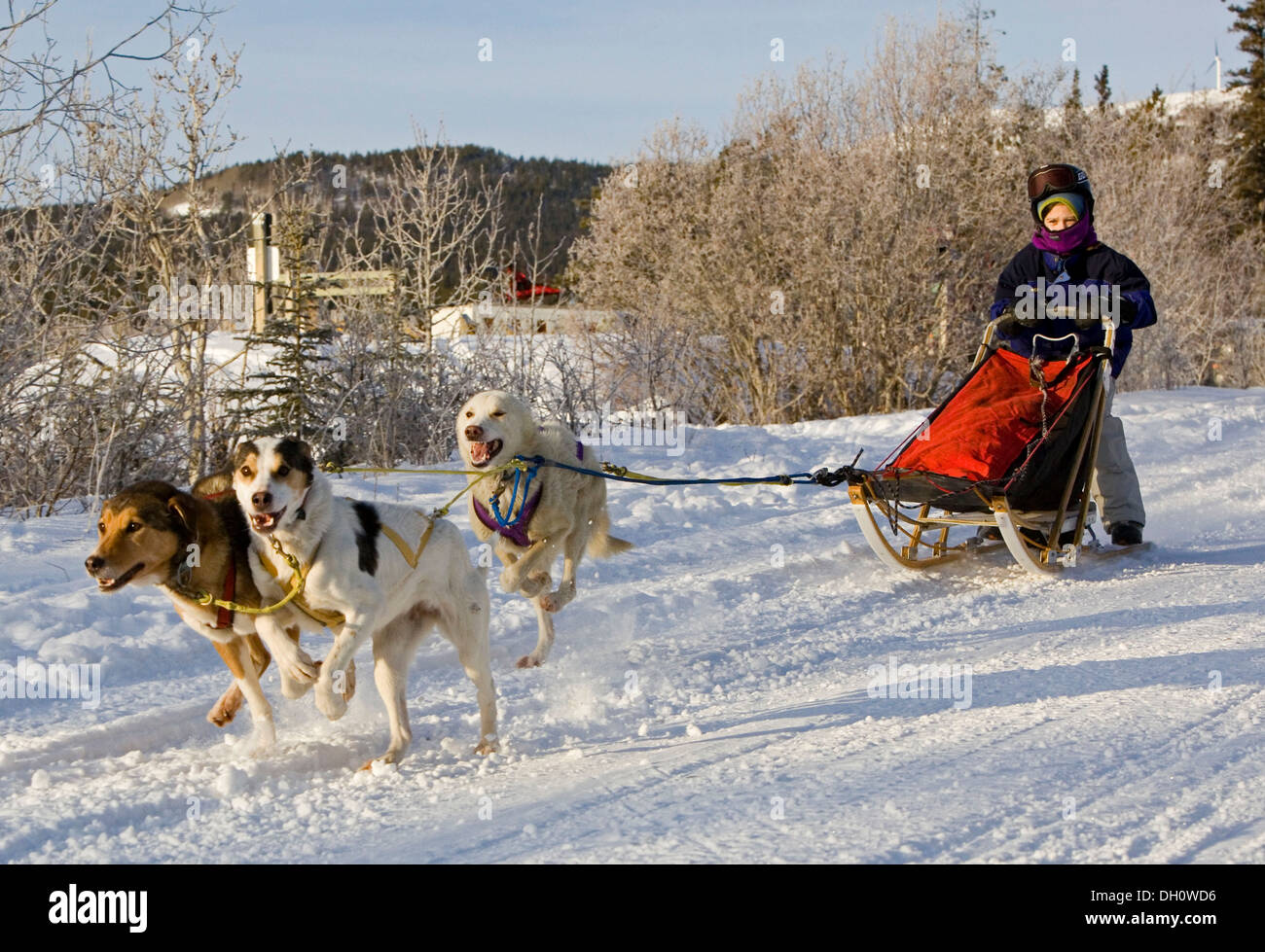 Running sled dogs, Alaskan Huskies, dog team, child, young boy, musher ...