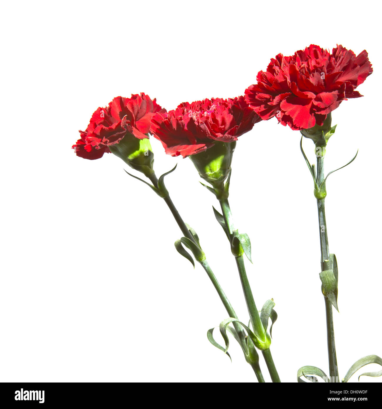 Red and white carnation hi-res stock photography and images - Alamy