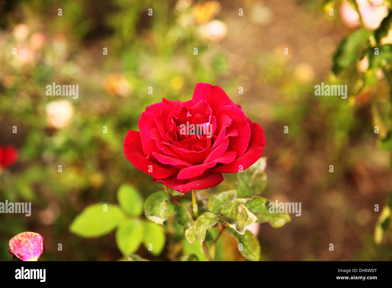 Dark red rose with garden background Stock Photo - Alamy
