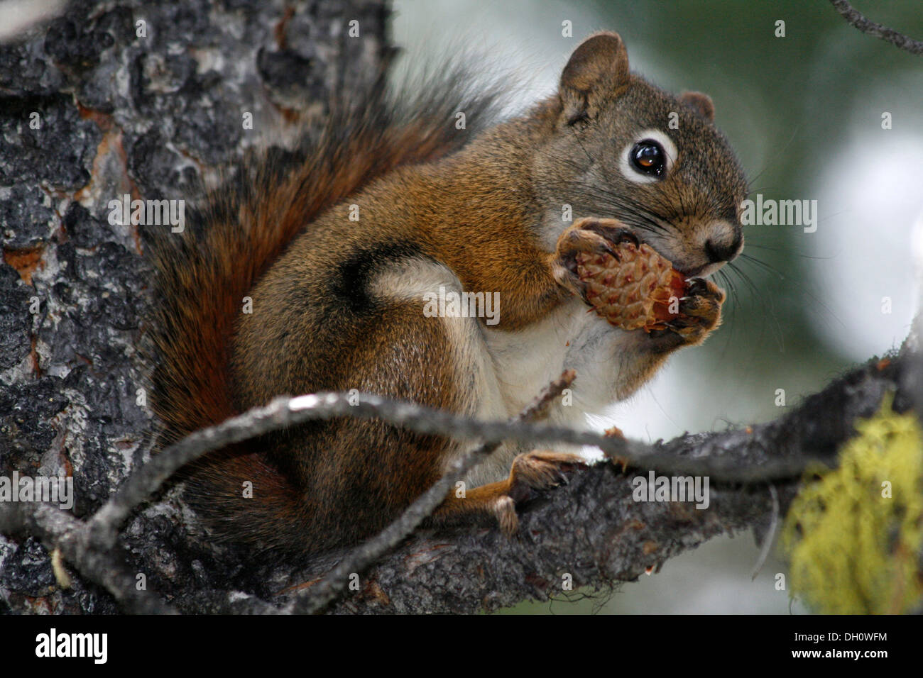 Mammals of banff national park hi-res stock photography and images - Alamy