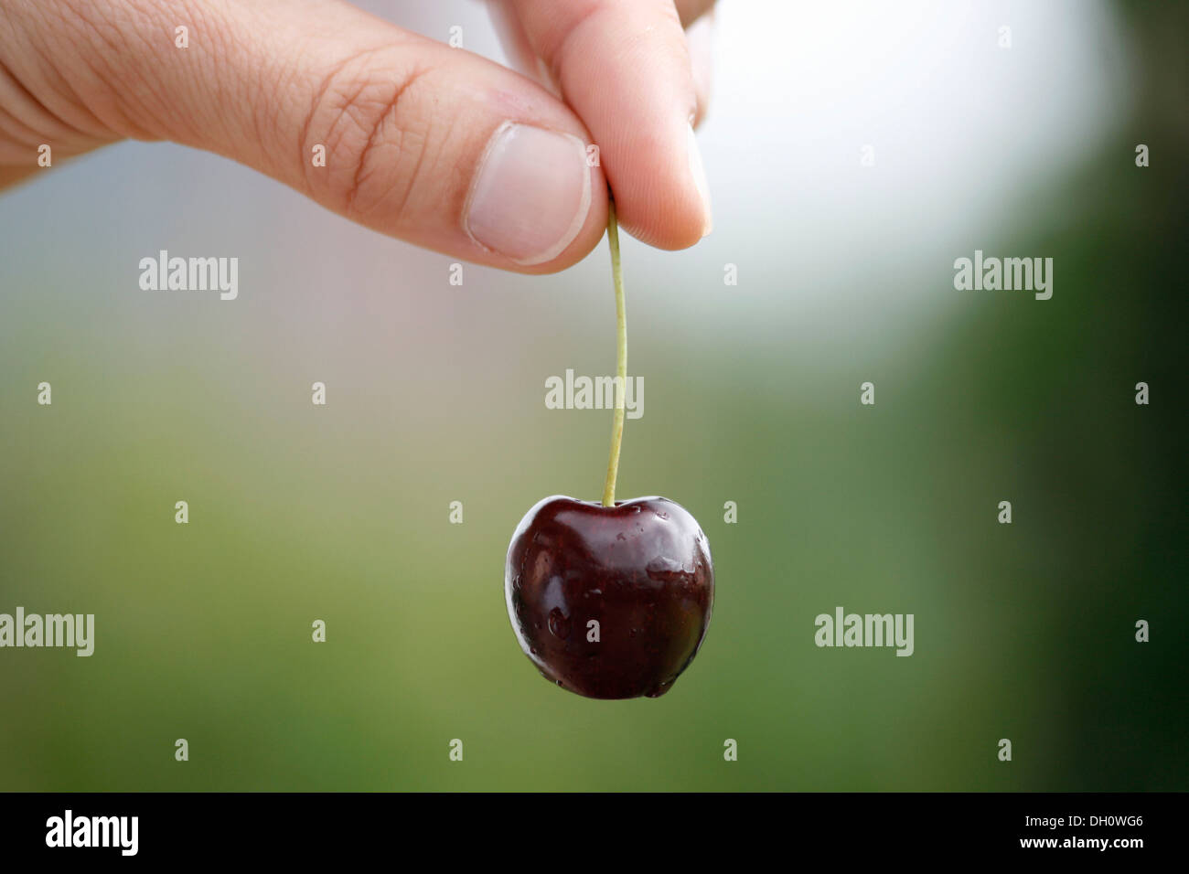 Hand holding a cherry Stock Photo - Alamy