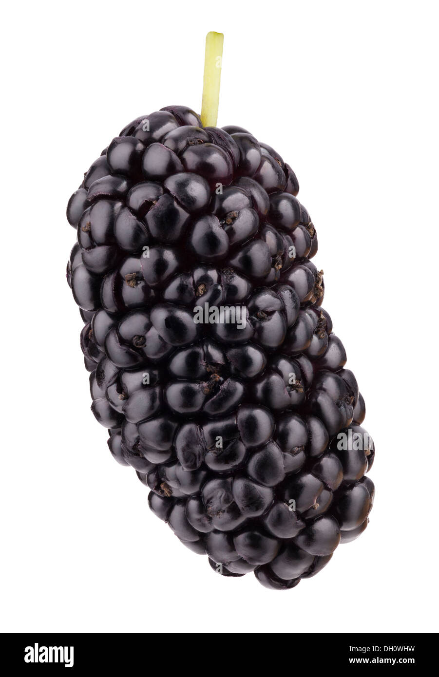 Mulberry bushes hi-res stock photography and images - Alamy