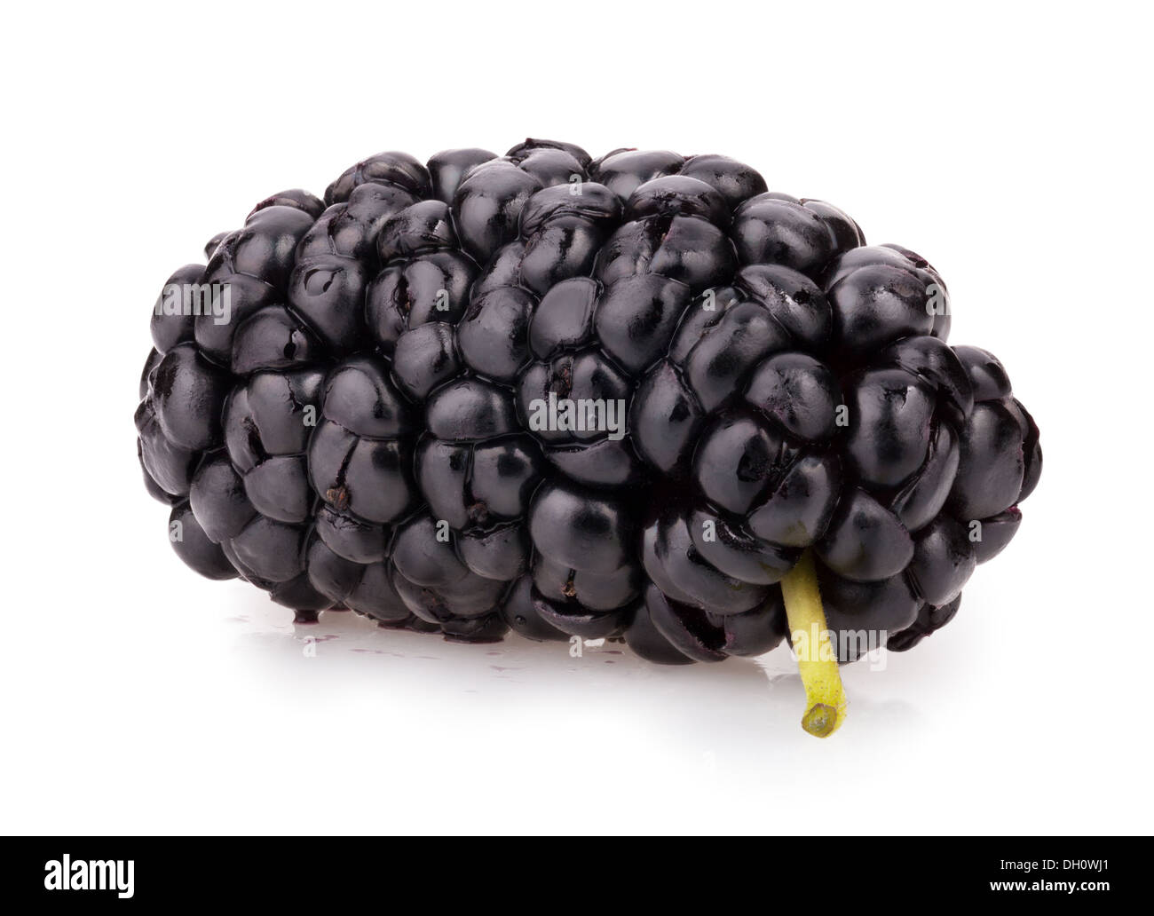 Mulberry Bushes High Resolution Stock Photography and Images - Alamy