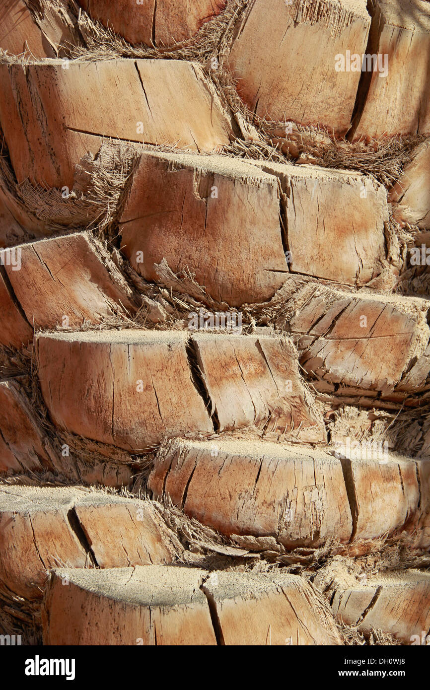 Trunk of a Date Palm (Phoenix), United Arab Emirates Stock Photo - Alamy